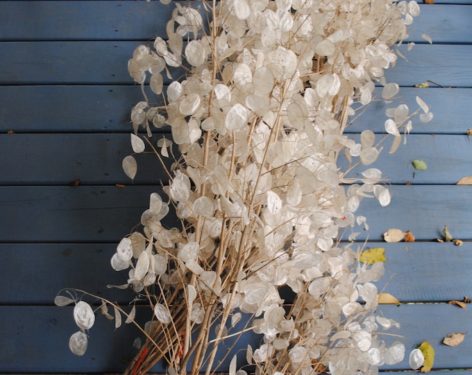 Dried Silver Penny Plant - Etsy
