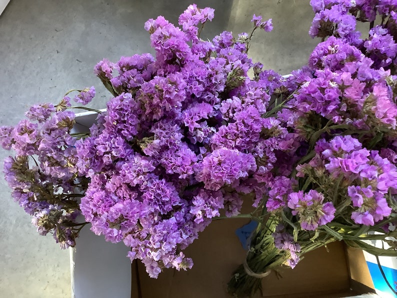 Dried Statice in Purple Shades - Etsy