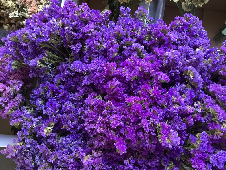 Dried Statice in Purple Shades - Etsy