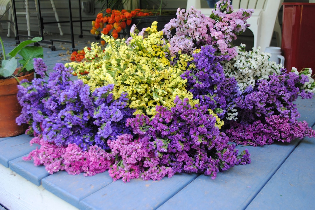 Dried Statice Yellow, White or Mixed Bouquets - Etsy