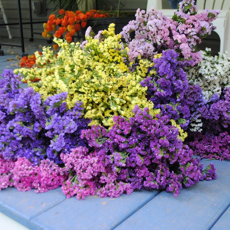 Statice Flowers - Etsy