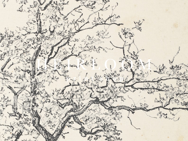 Tree Drawing Set Vintage Sketch ART PRINTS Pencil Sketch - Etsy