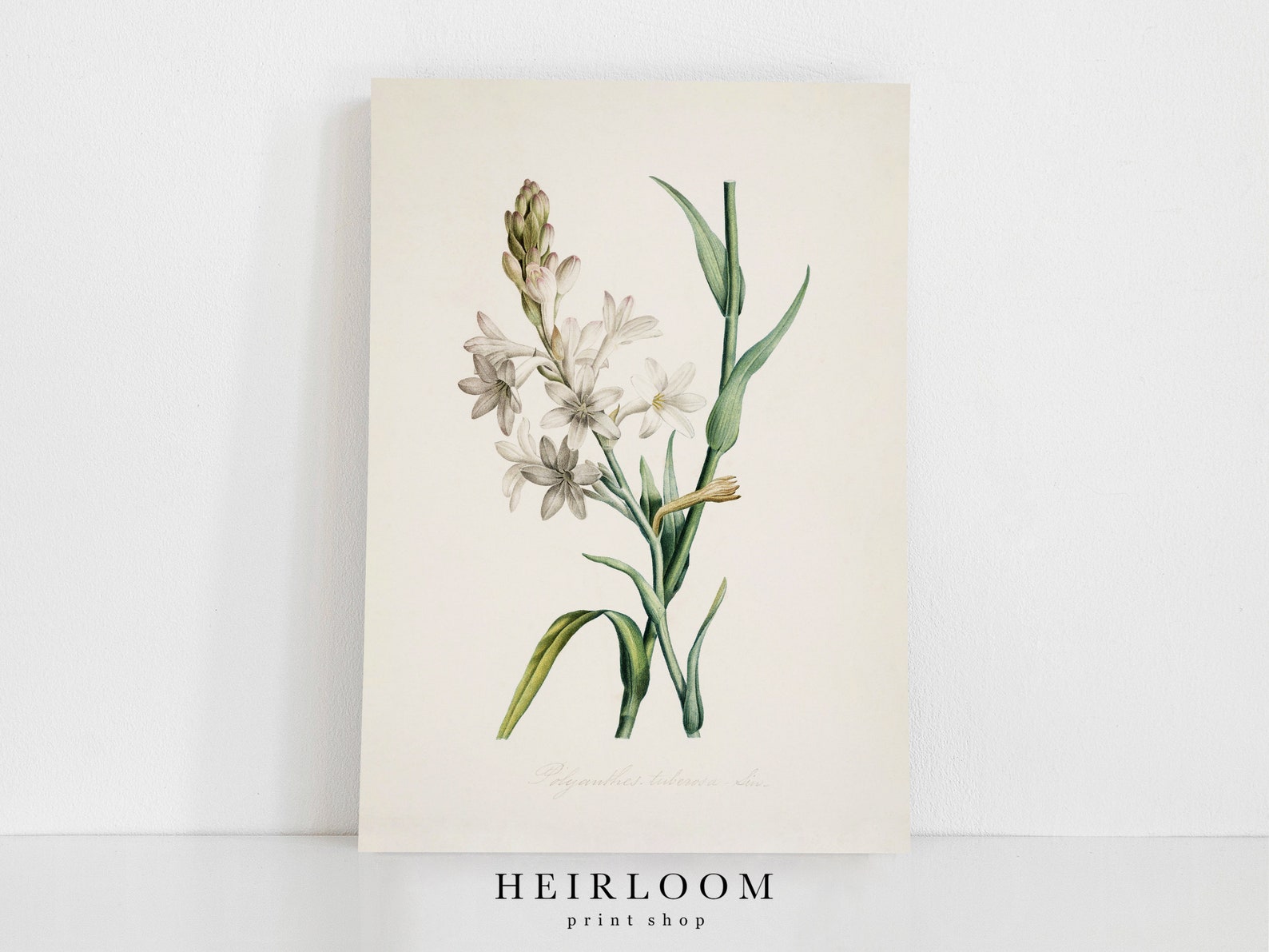 Botanical Print SET Farmhouse French Country Decor Antique - Etsy