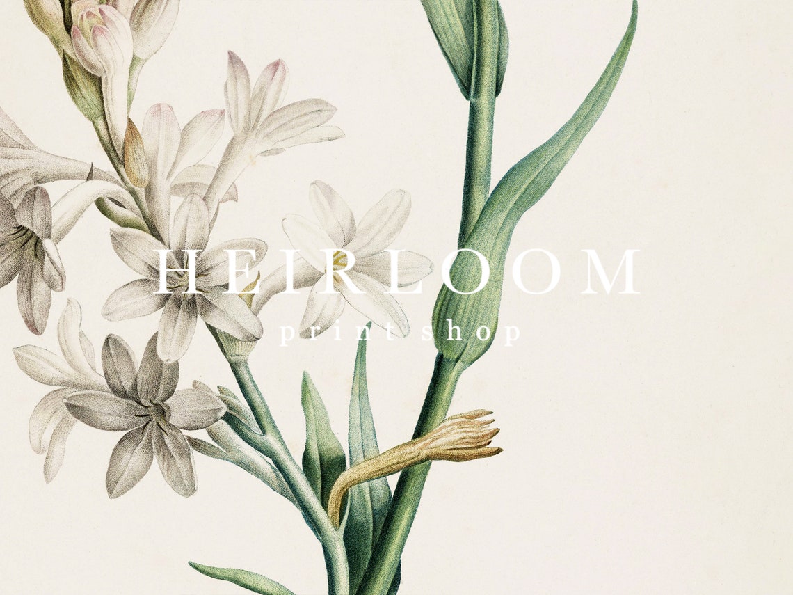 Botanical Print SET Farmhouse French Country Decor Antique - Etsy