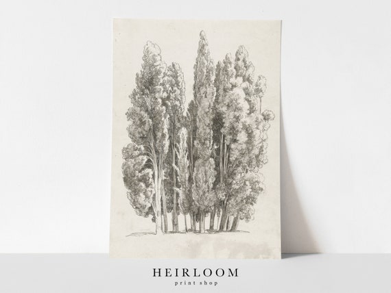 Vintage Drawing Tree Sketch FINE ART PRINTS Vintage Art | Etsy