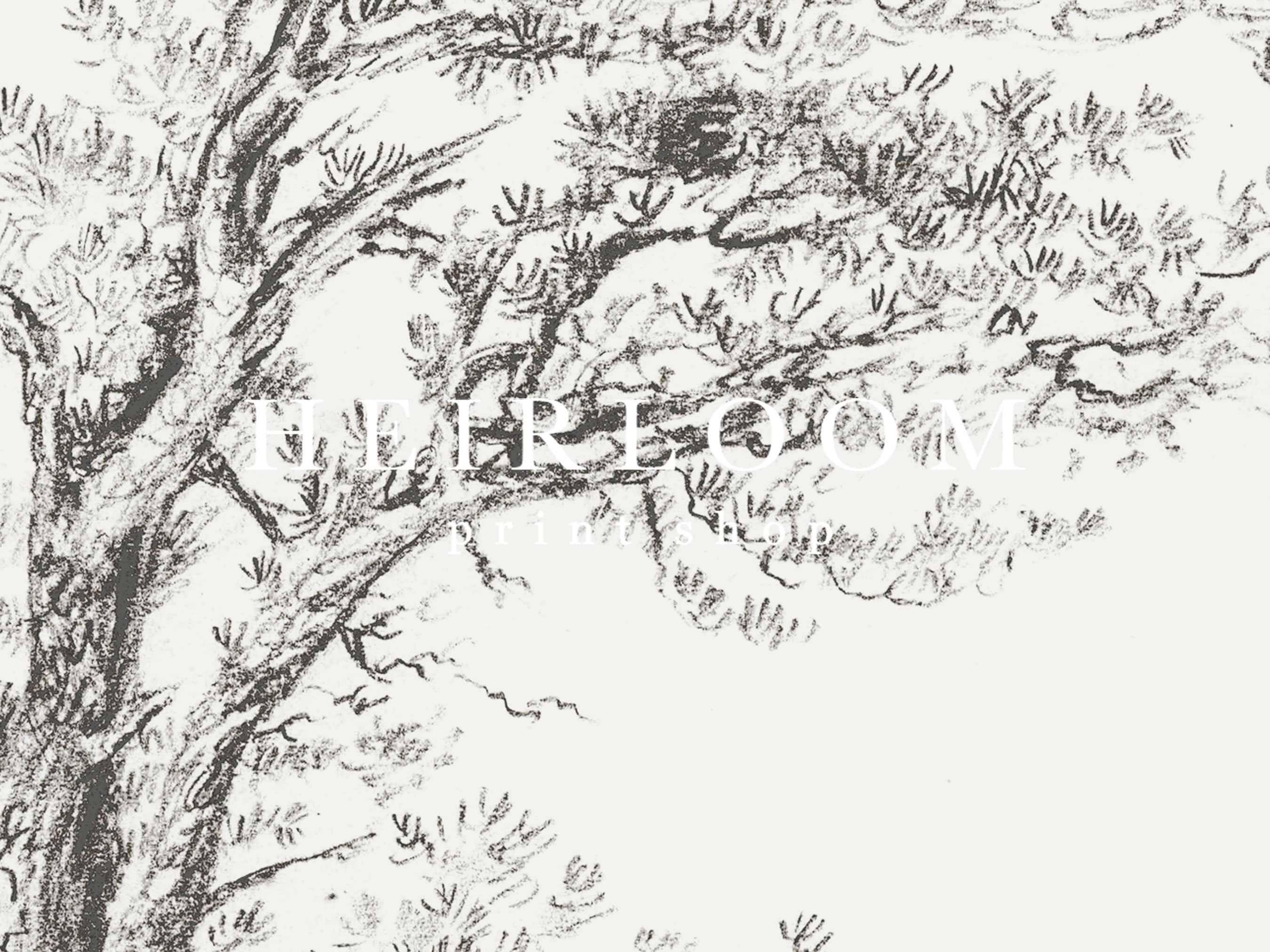 Vintage Tree Drawing SHIPPED PRINTS Tree Sketch Print | Etsy