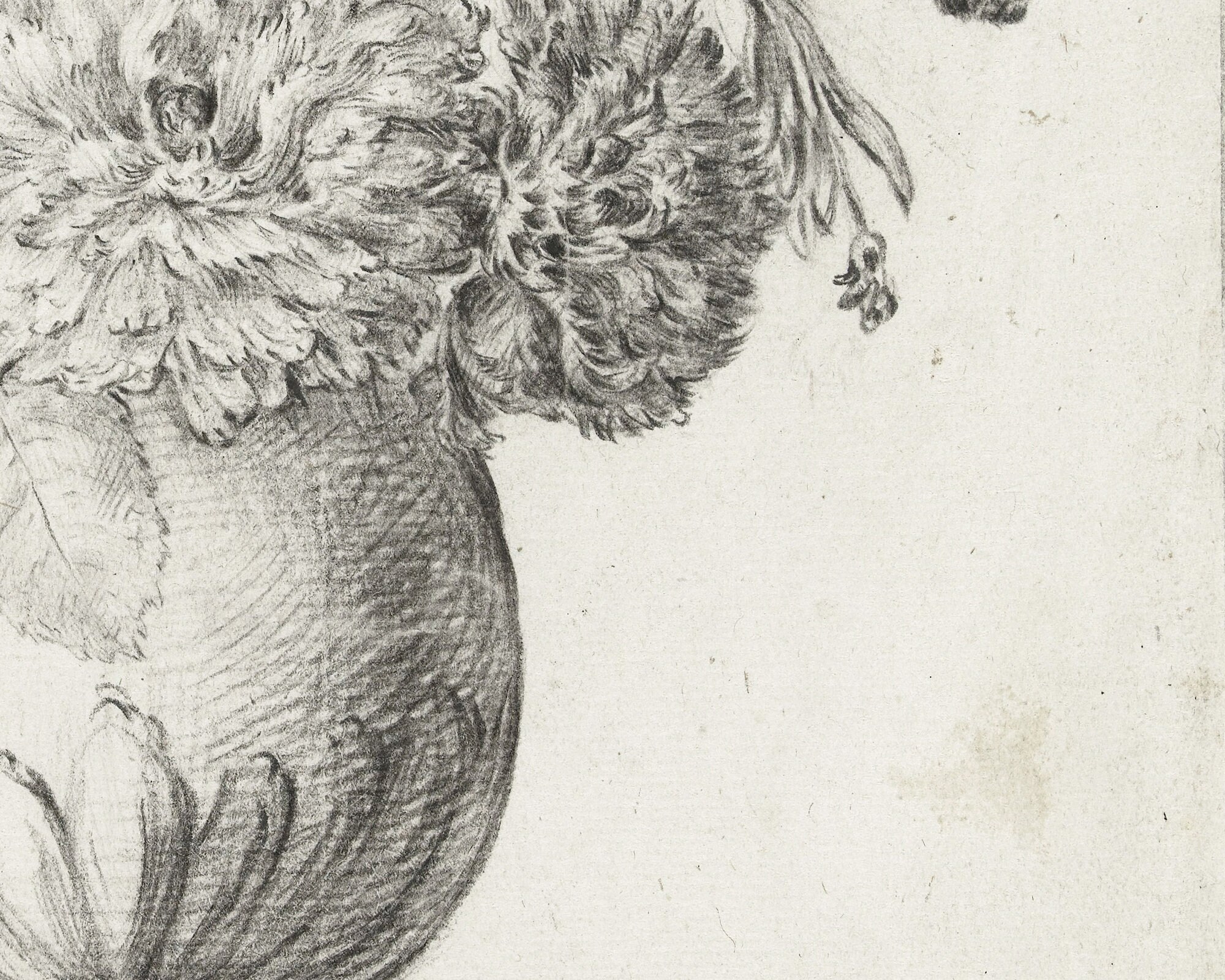 Vintage Flower Drawing Floral Sketch Downloadable Art | Etsy