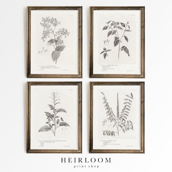 Botanical Print Set - Etsy