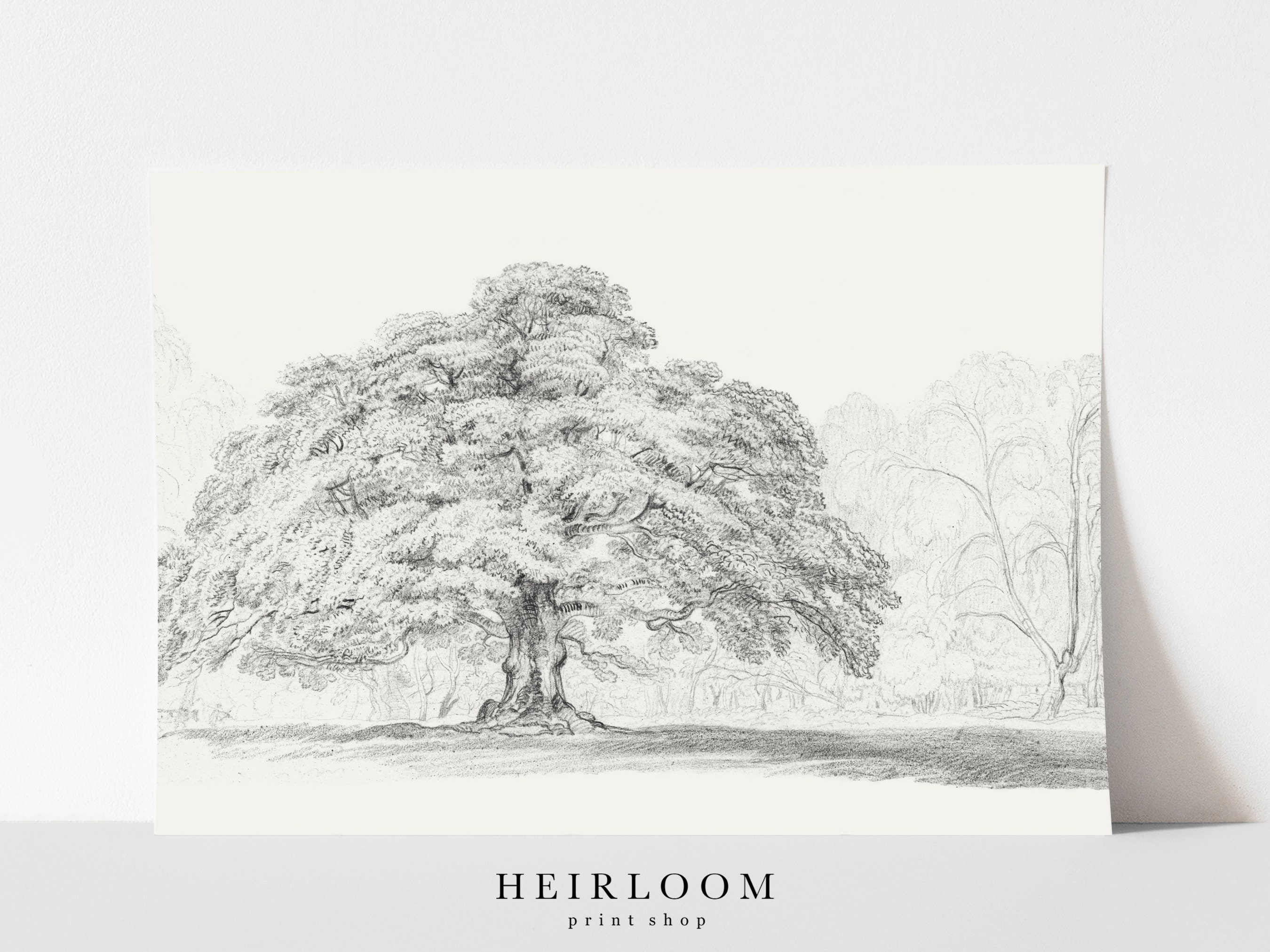 Old Oak Tree Drawing