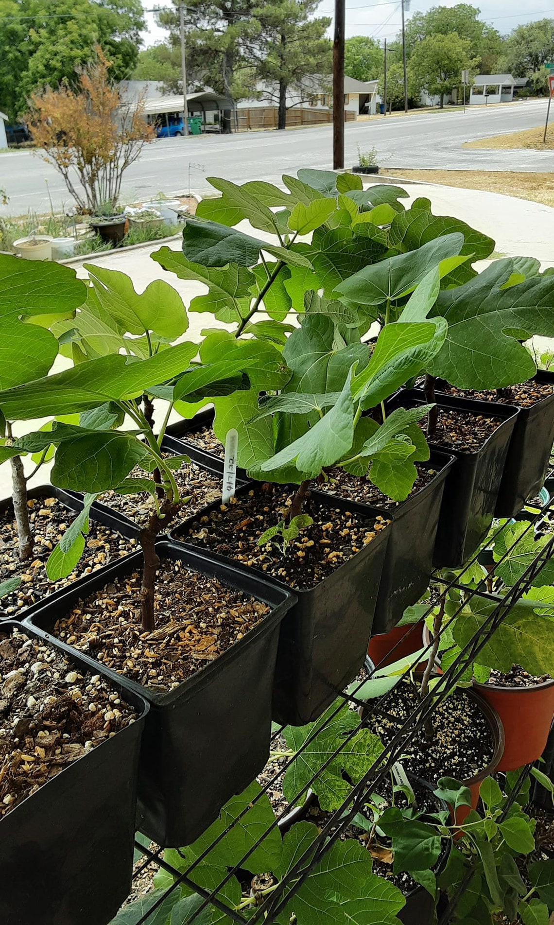 Strawberry Verte Fig Live Plant Ready to Ship, Ready to Plant - Etsy