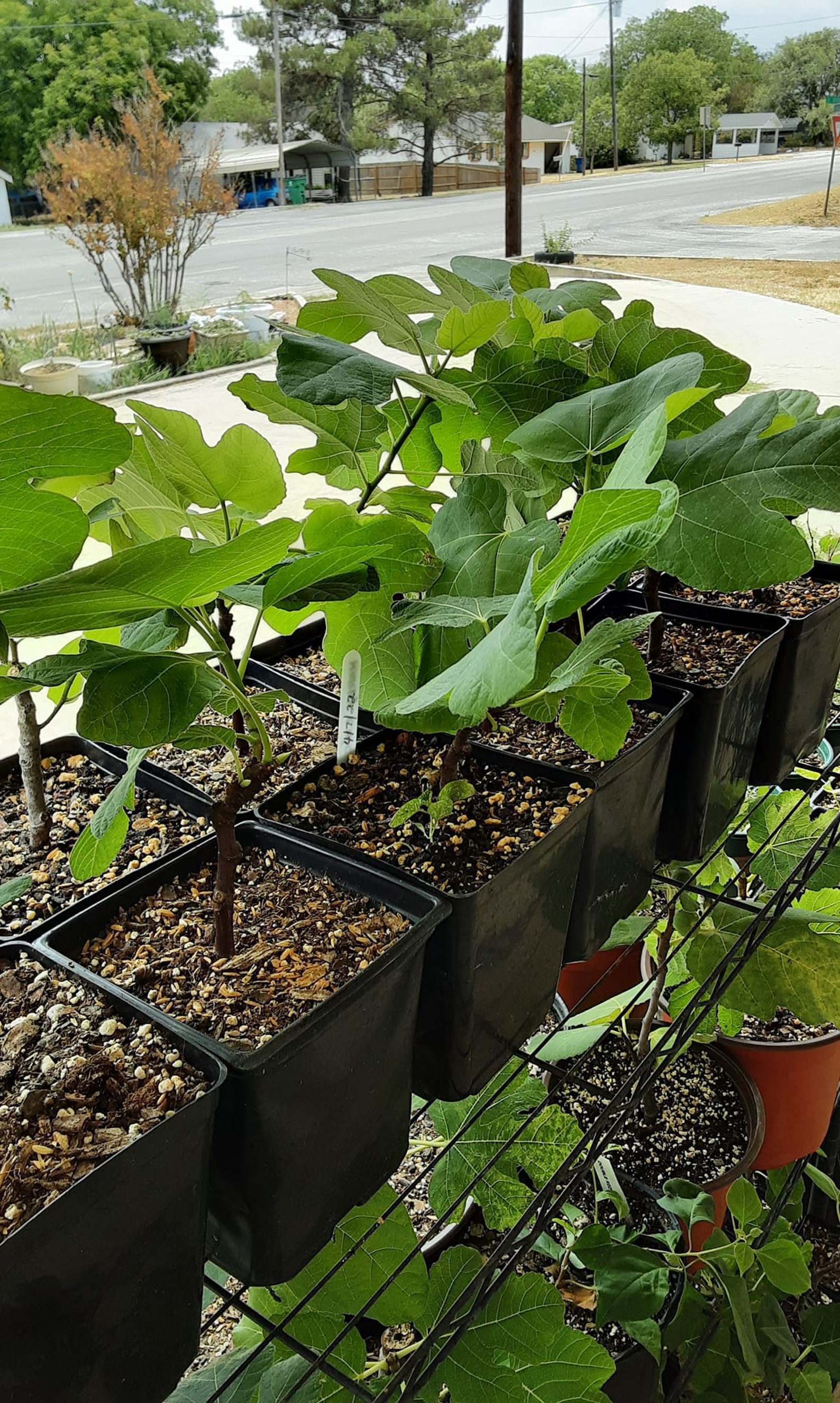Strawberry Verte Fig Live Plant Ready to Ship, Ready to Plant - Etsy