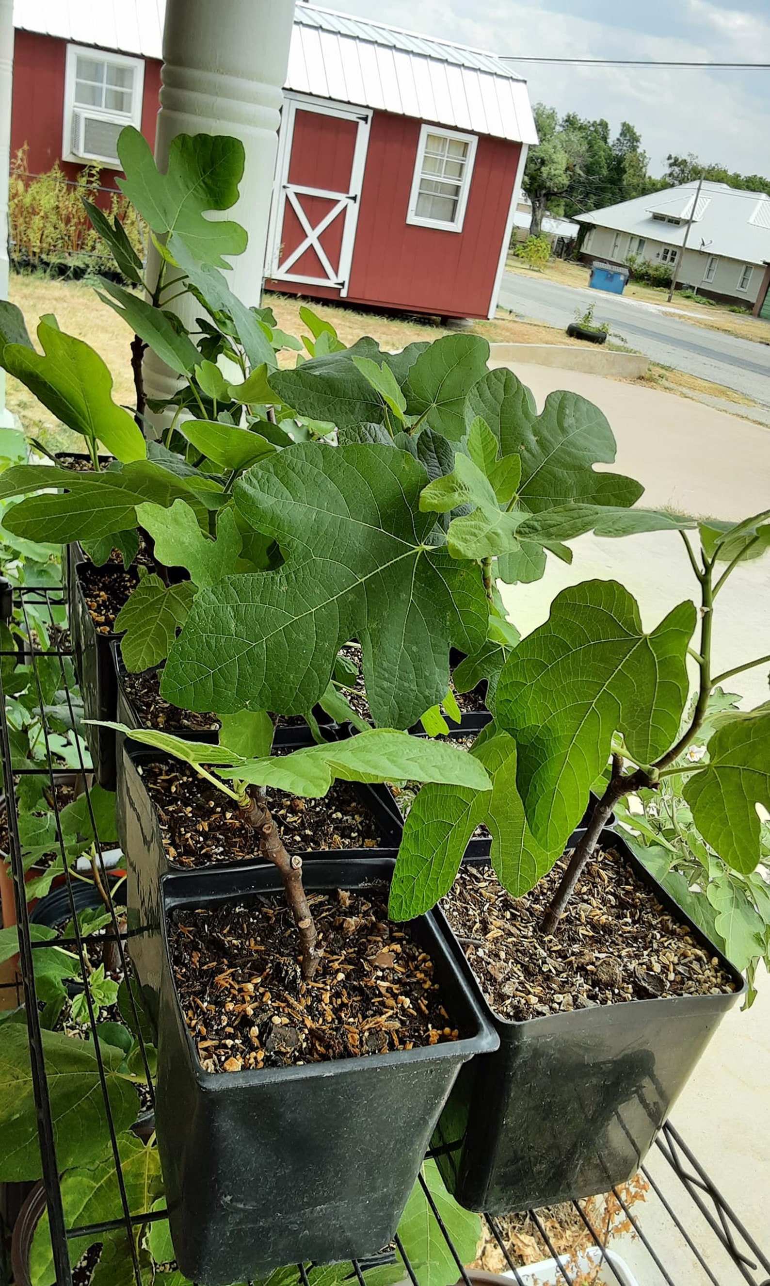 Strawberry Verte Fig Live Plant Ready to Ship, Ready to Plant - Etsy