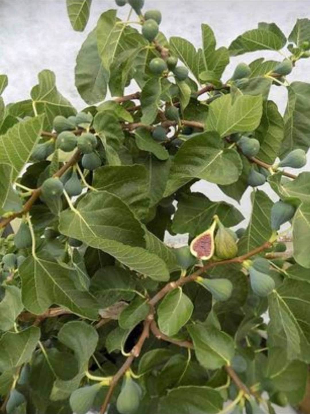 Strawberry Verte Fig Live Plant Ready to Ship, Ready to Plant - Etsy