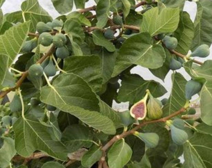 Strawberry Verte Fig Live Plant Ready to Ship, Ready to Plant - Etsy