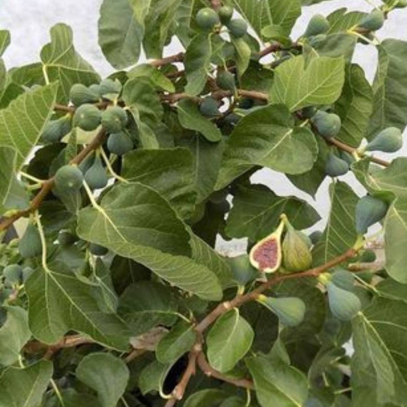 Fig Cuttings - Etsy