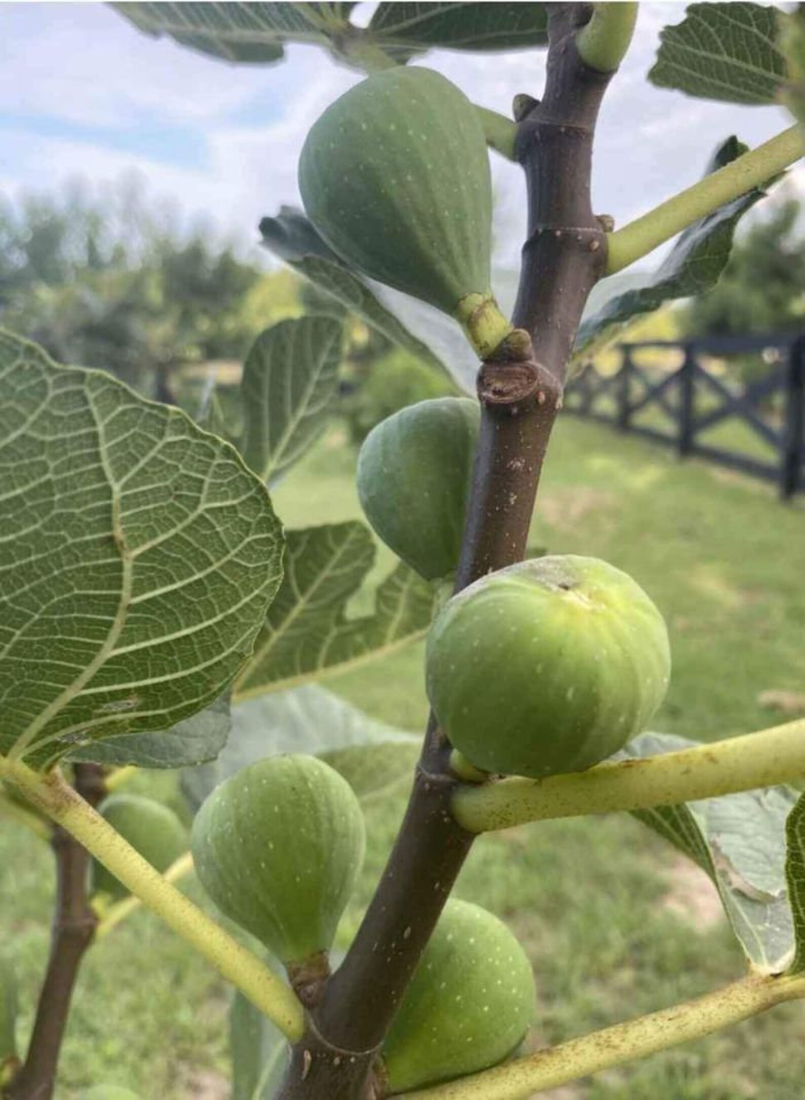Strawberry Verte Fig Live Plant Ready to Ship, Ready to Plant - Etsy