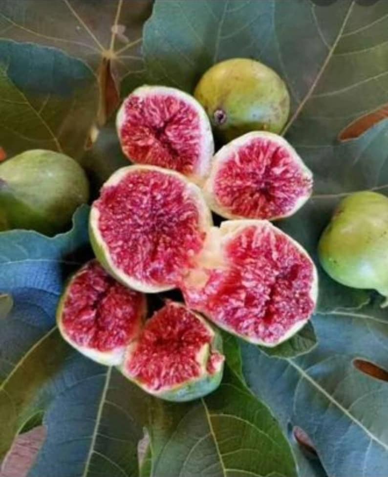 Strawberry Verte Fig Live Plant Ready to Ship, Ready to Plant - Etsy