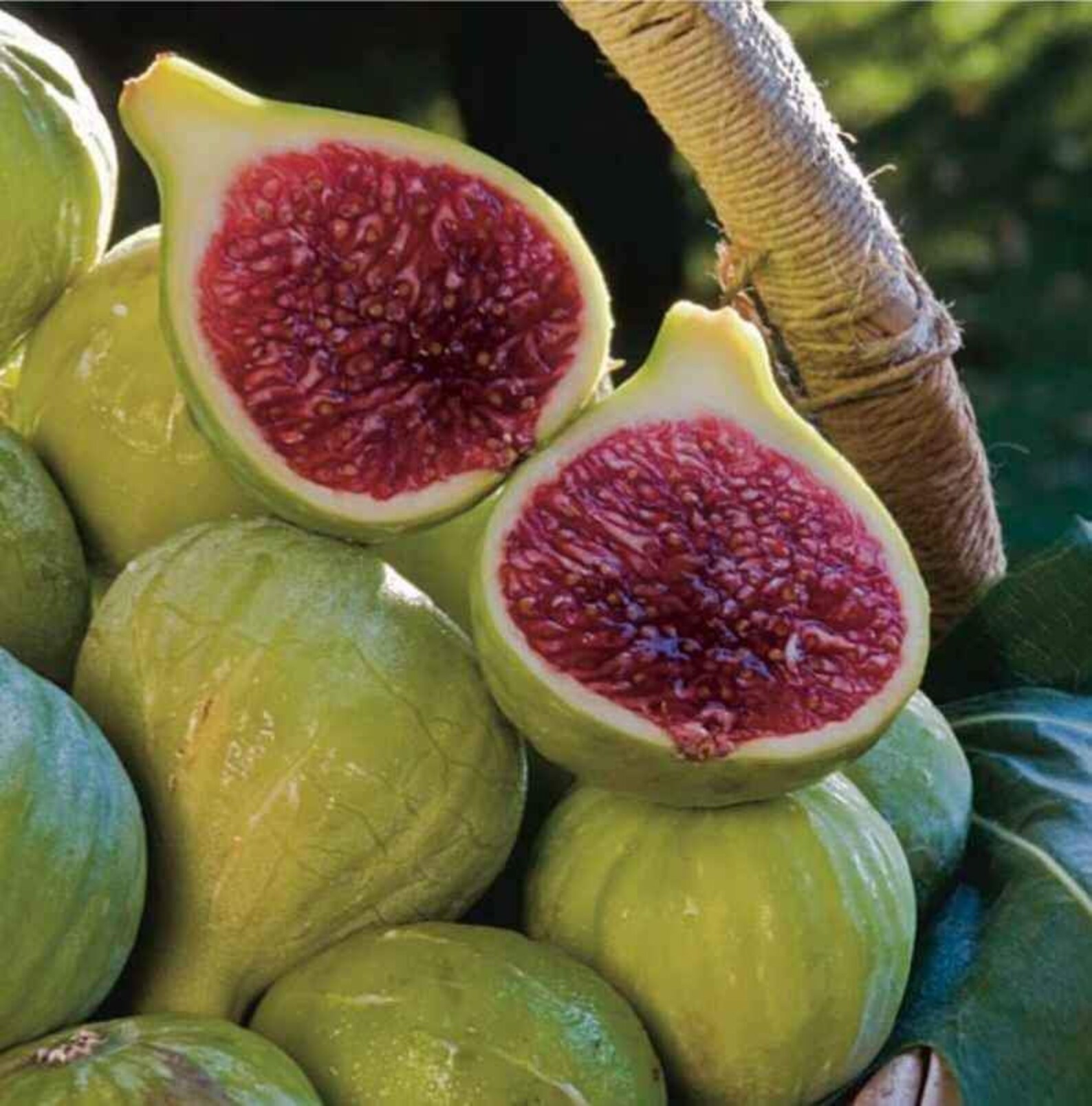 Strawberry Verte Fig Live Plant Ready to Ship, Ready to Plant - Etsy