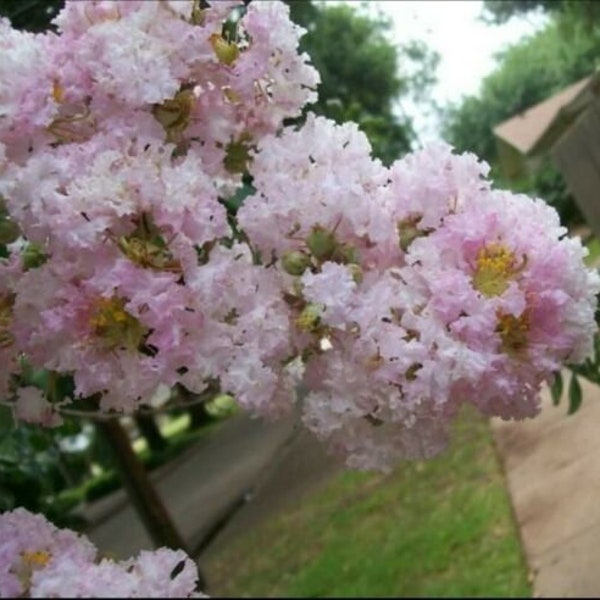 Crape Myrtle Plant - Etsy