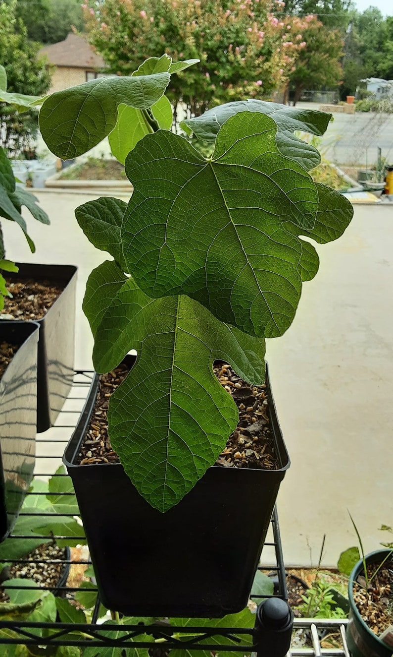 Strawberry Verte Fig Live Plant Ready to Ship, Ready to Plant - Etsy