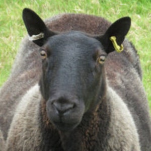 Dyed Black Cheviot Top Roving Spinning Fiber 4 Ounces - Etsy