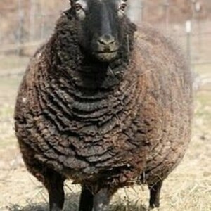 Dyed Black Cheviot Top Roving Spinning Fiber 4 Ounces - Etsy