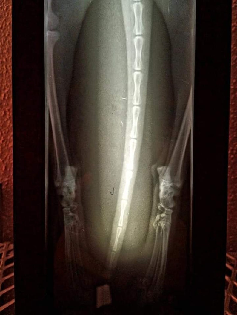 Black Cat X-ray Display (judy) - Etsy
