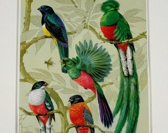 Art & Collectibles Pet Portraits Vintage Illustration Bird Antique Art ...