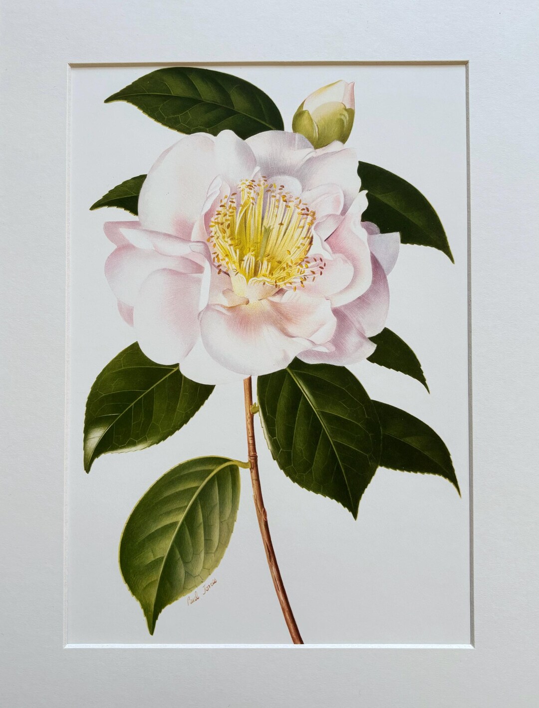 Original Vintage Large 1960 Camellia Print - Japonica Mrs D W Davis ...