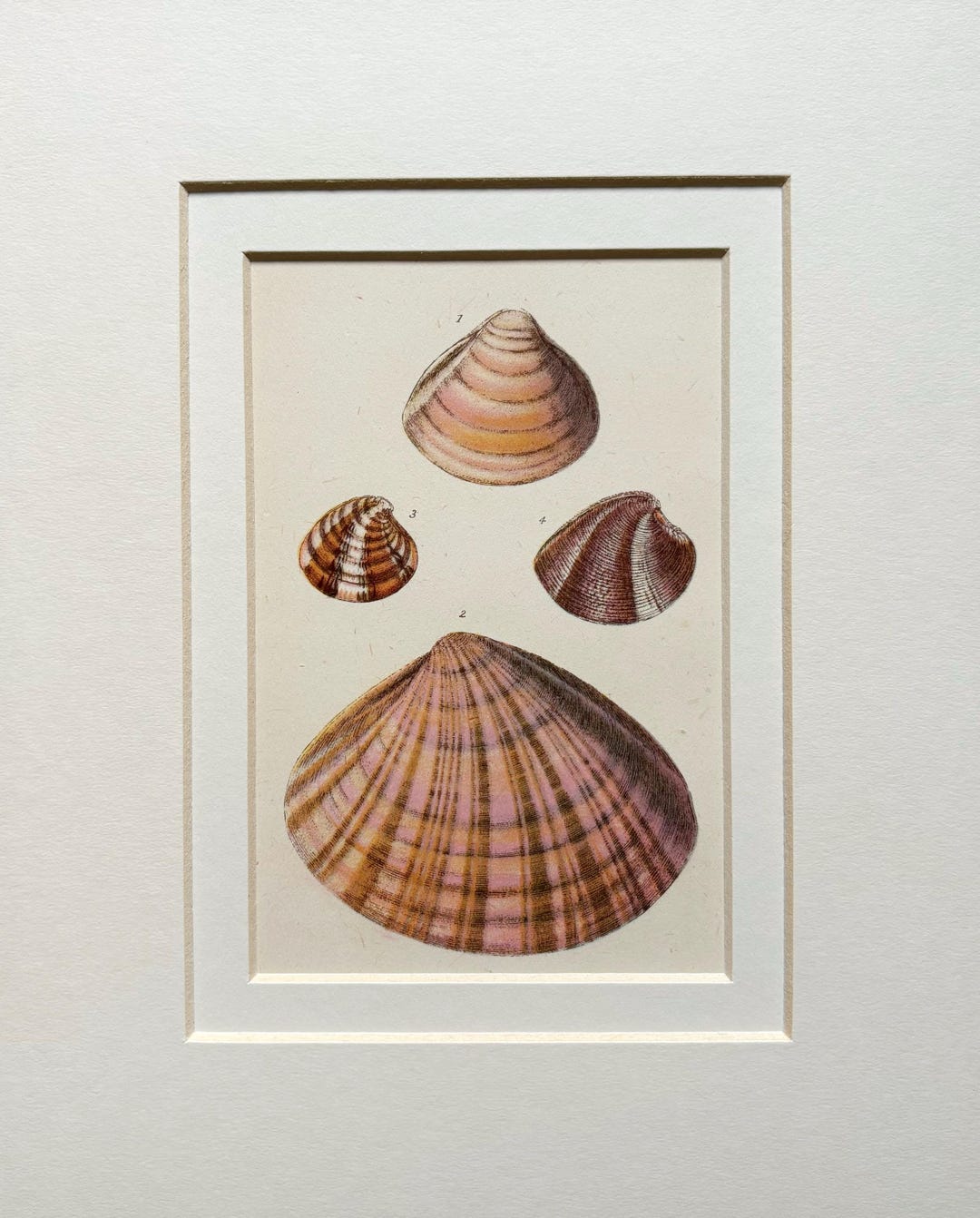 Original 1943 Vintage Print of British Shells - Double Mounted and ...