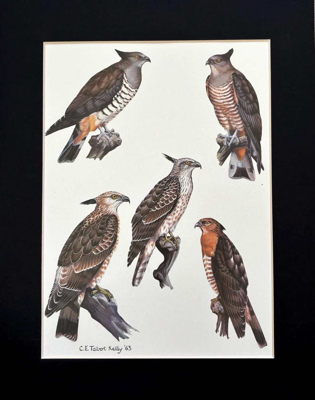 Original Vintage Birds of Prey Print - Hawk, Baza, 1968 - Mounted ...