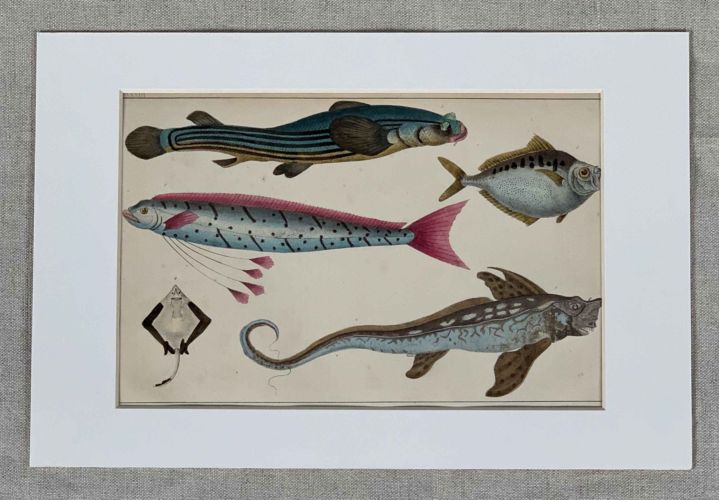 1850 Original Antique Hand Coloured Fish Lithograph Print - Etsy UK