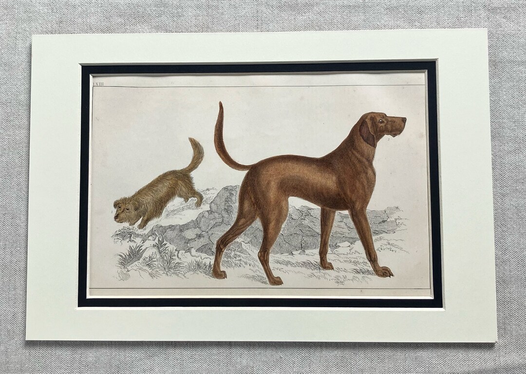 1850 Original Antique Hand Coloured Dogs Lithograph Print, Mounted ...