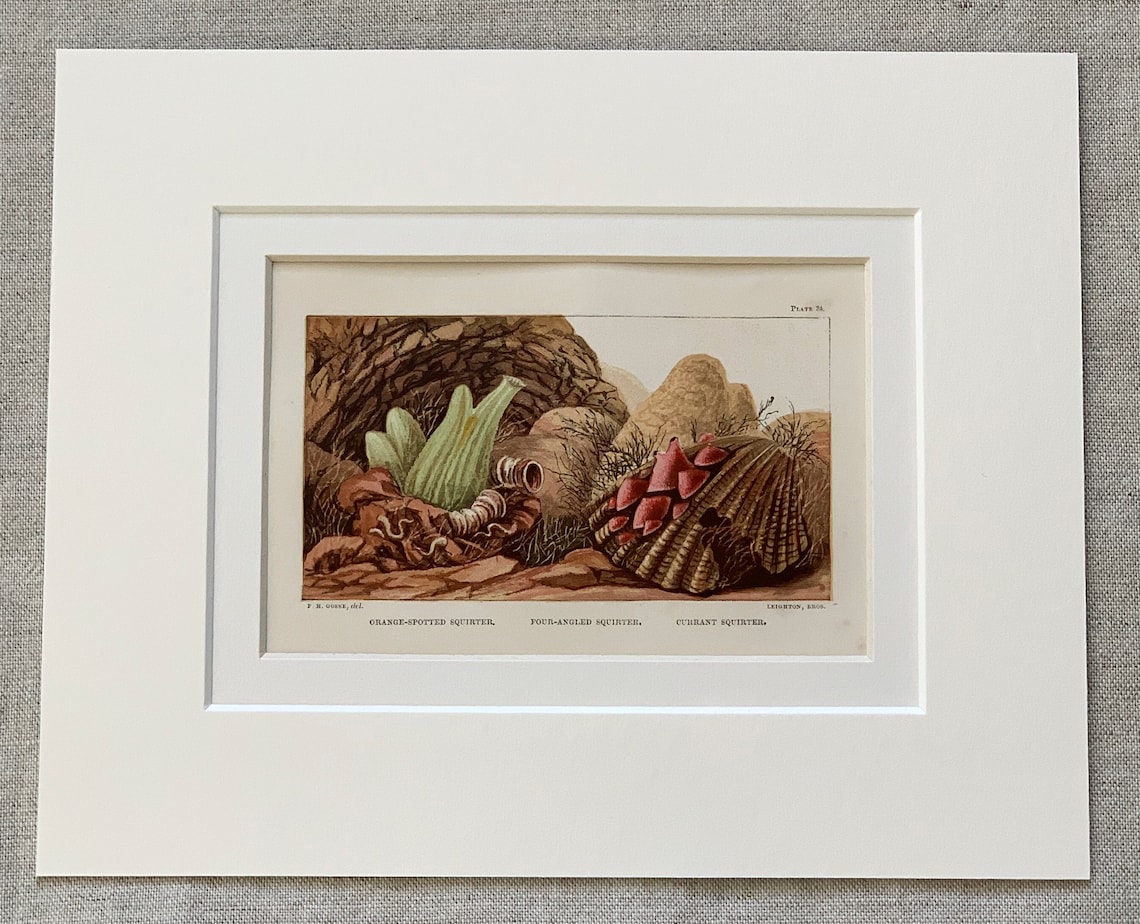 1865 Original Antique Chromolithograph Print of Sea Shore - Etsy UK