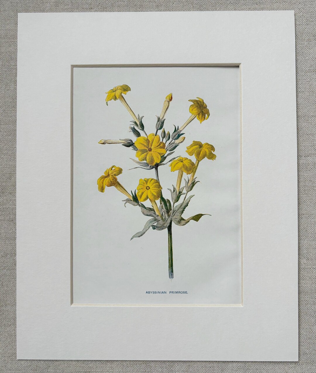1910 Vintage Botanical Garden Flower Print - Abyssinian Primrose ...