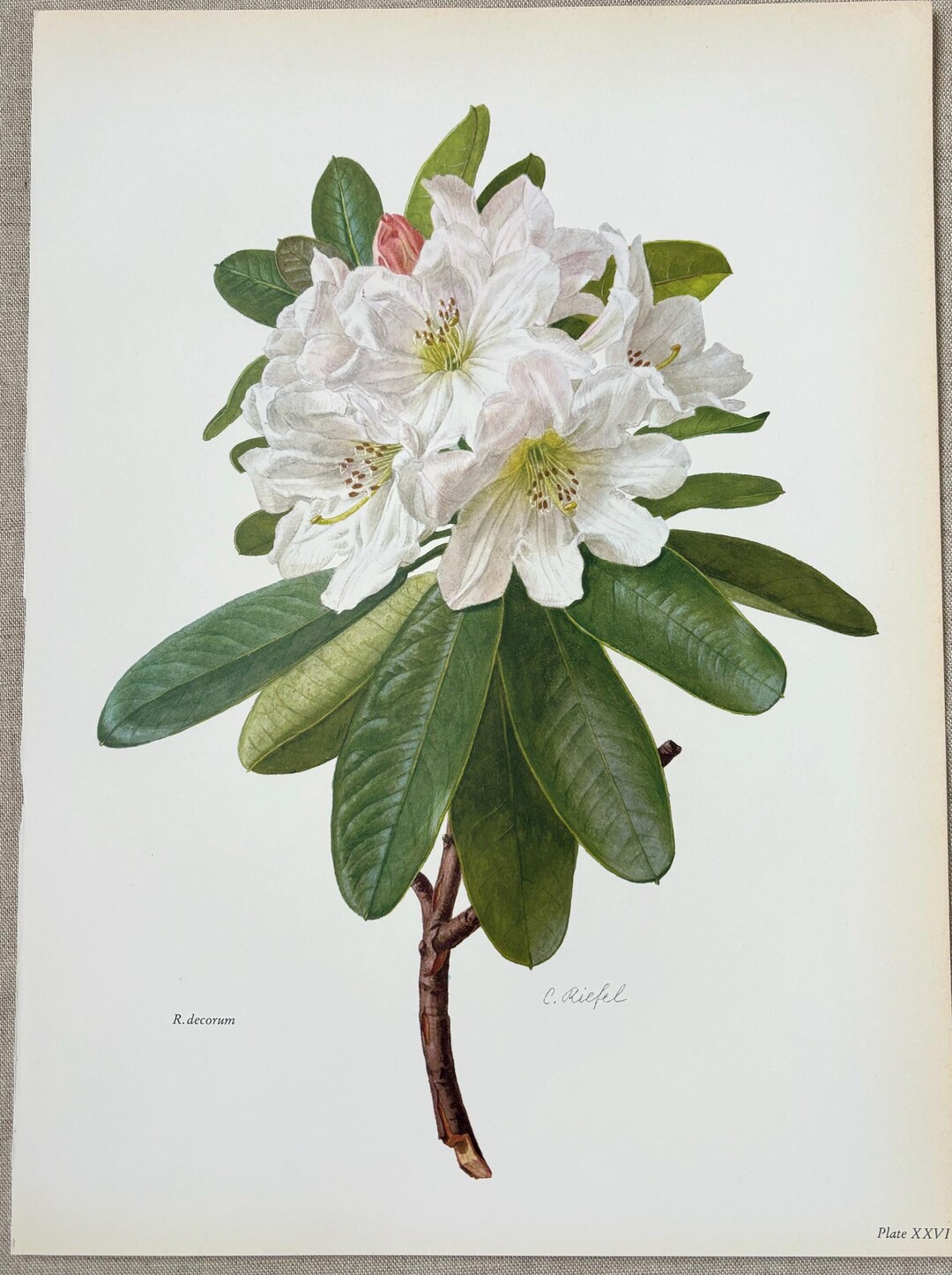 1962 Original Vintage Large Rhododendron Print - Decorum - 16 X 11.5 ...