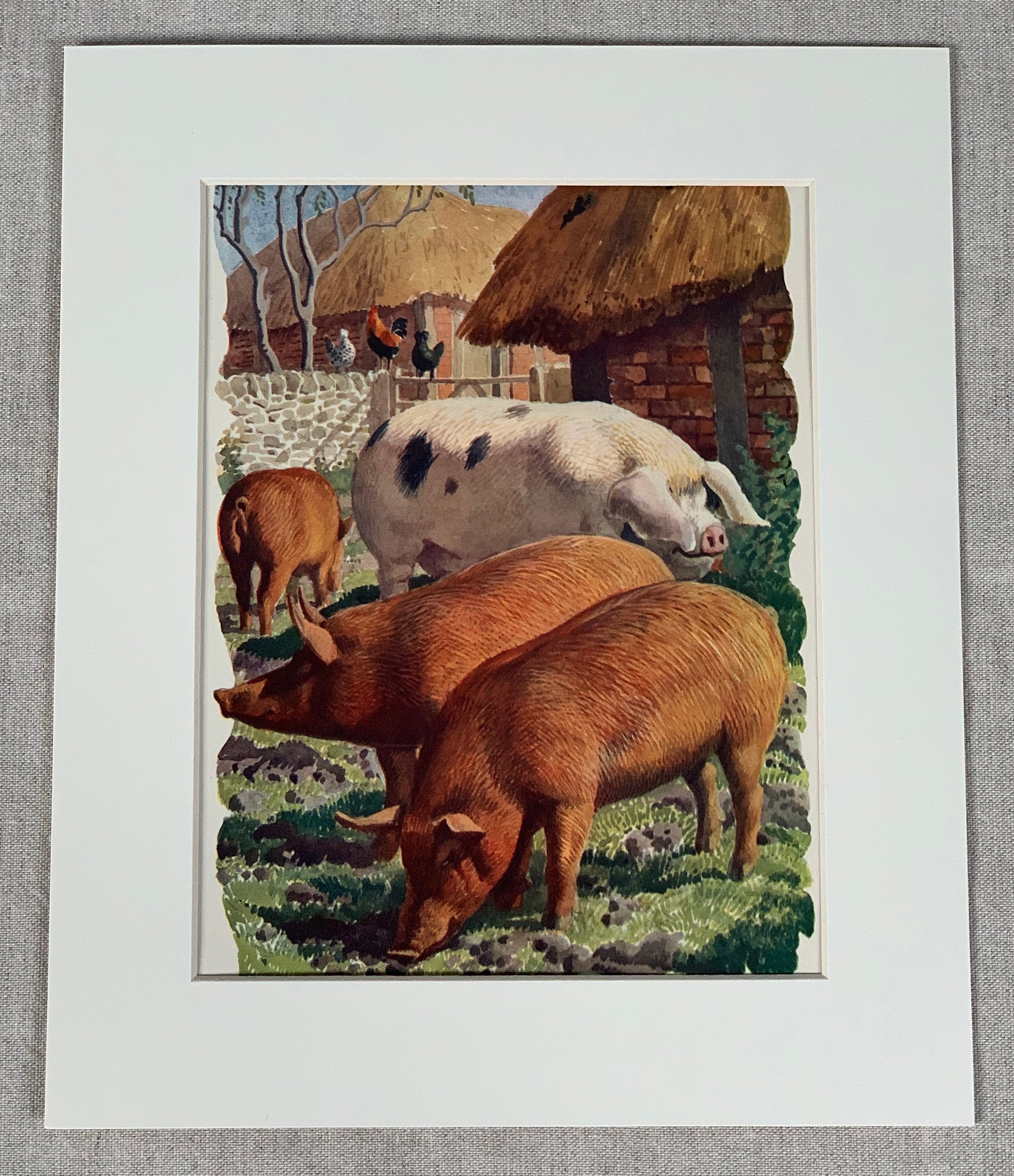 1949 Original Vintage Charles Tunnicliffe Farming Sows Pigs Print ...