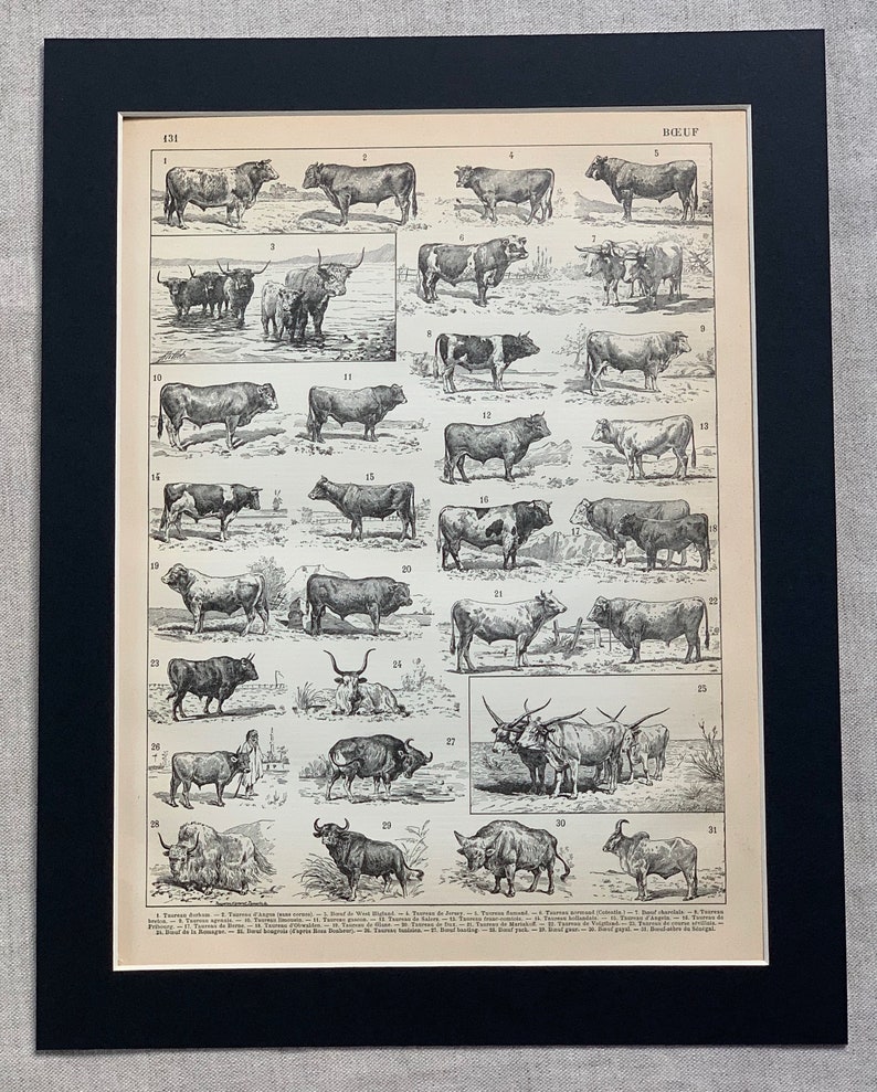 Original 1890's Antique Large French Lithograph Print of - Etsy