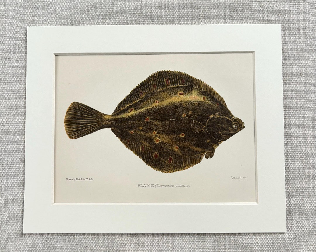 1904 Original Antique Plaice Fish Lithograph - Available Mounted and ...