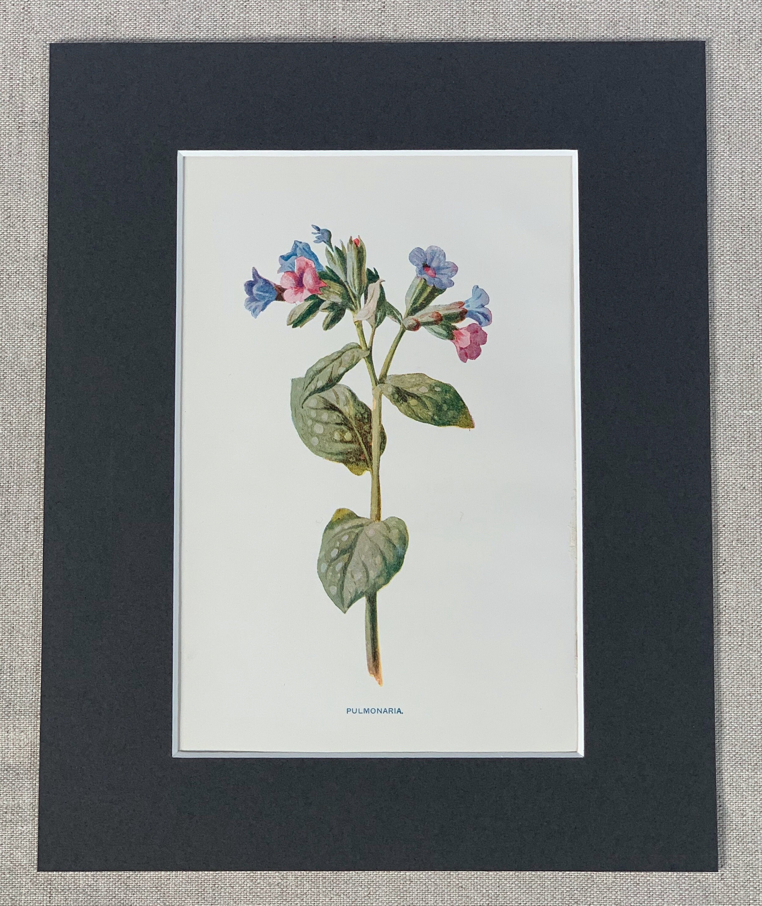 Lithographs Art & Collectibles Circa 1900 Original Vintage Botanical ...