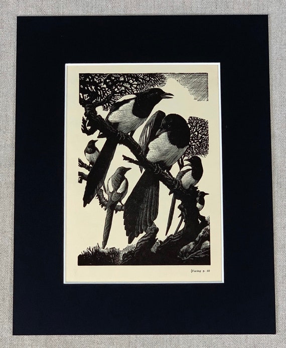 1937 Original Vintage Tunnicliffe Woodcut Magpies Bird Print | Etsy