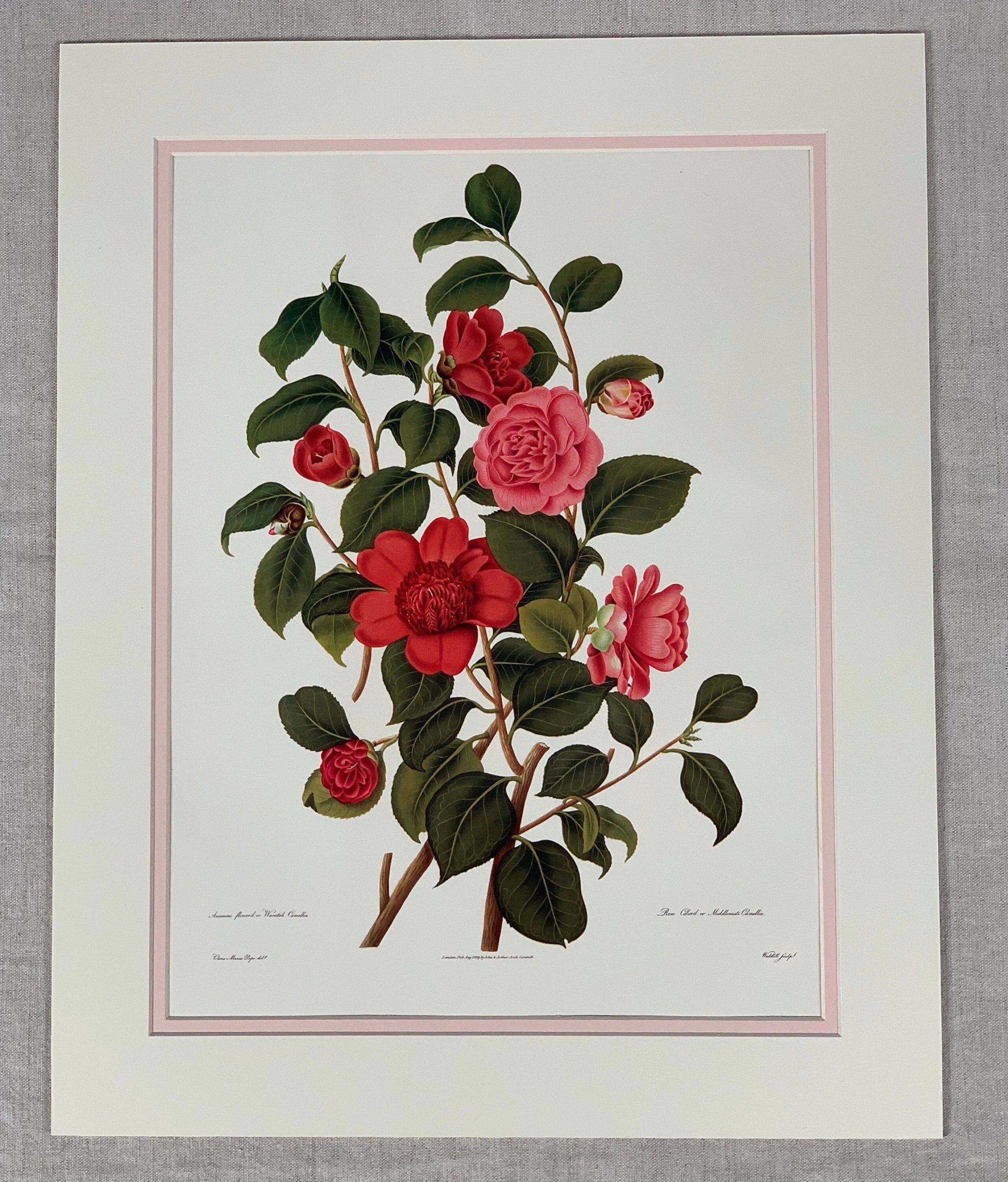 Original 1956 Vintage Large Coloured Lithograph Botanical | Etsy UK