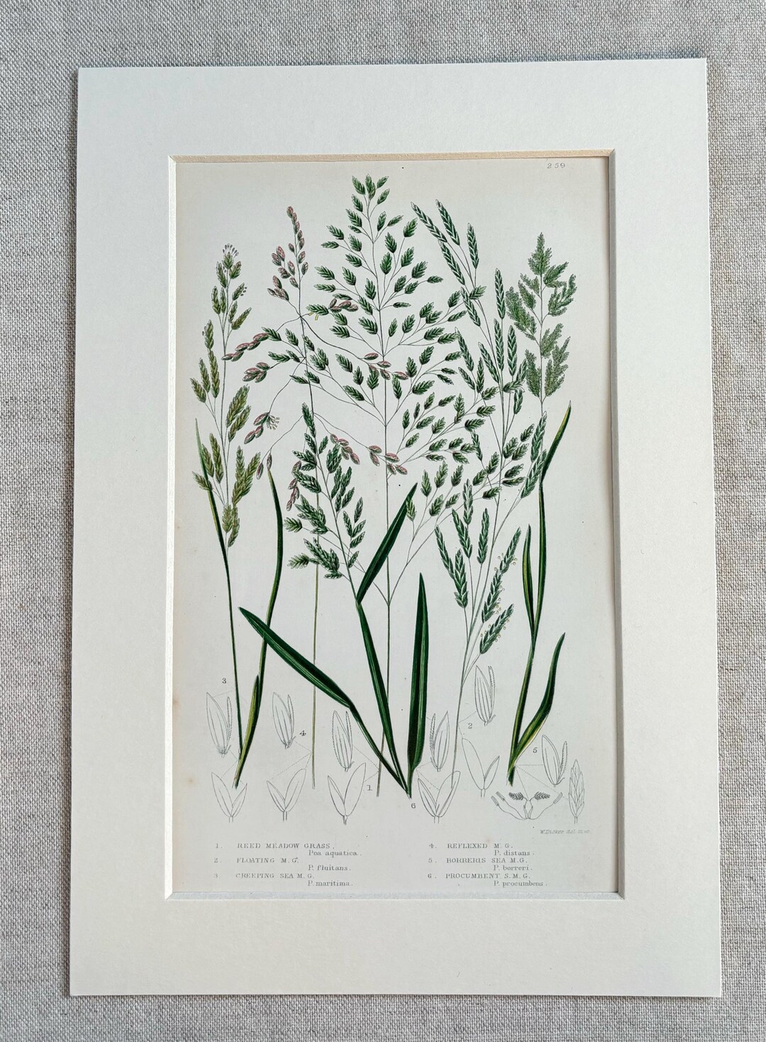 1850 Original Antique British Grasses Anne Pratt Print - Available ...