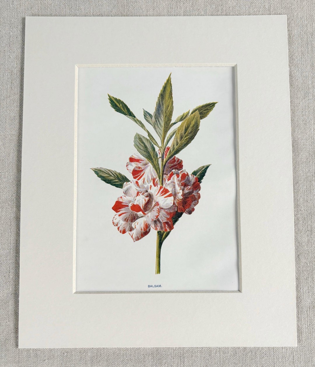 1910 Vintage Botanical Garden Flower Print - Balsam - Available Mounted ...