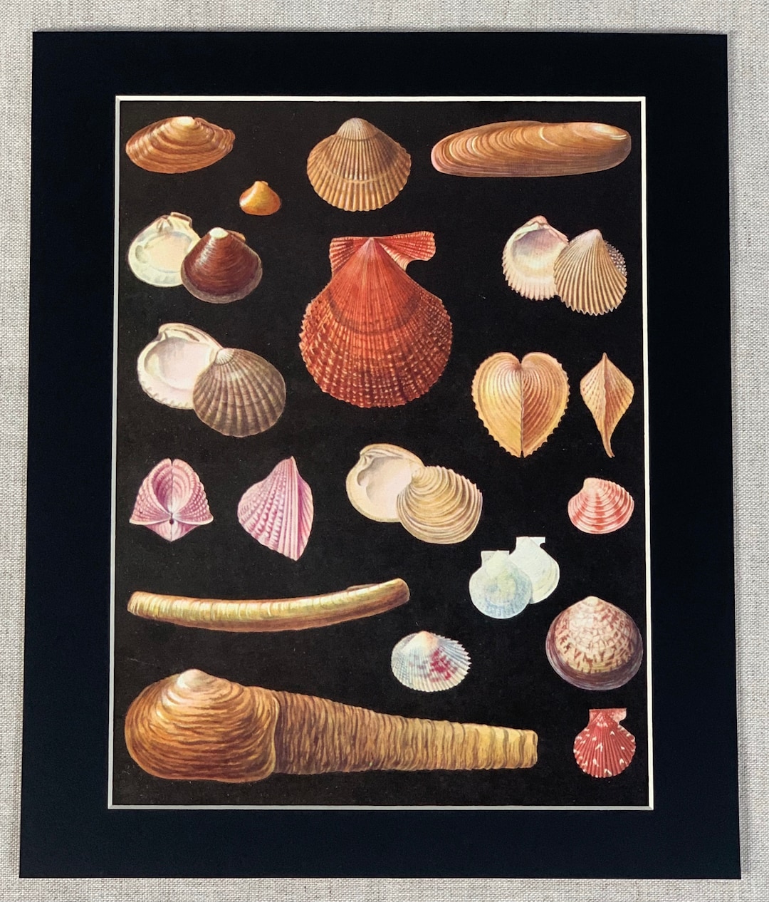1980's Original Vintage Sea Shells Marine Ocean Life Print, Mounted and ...