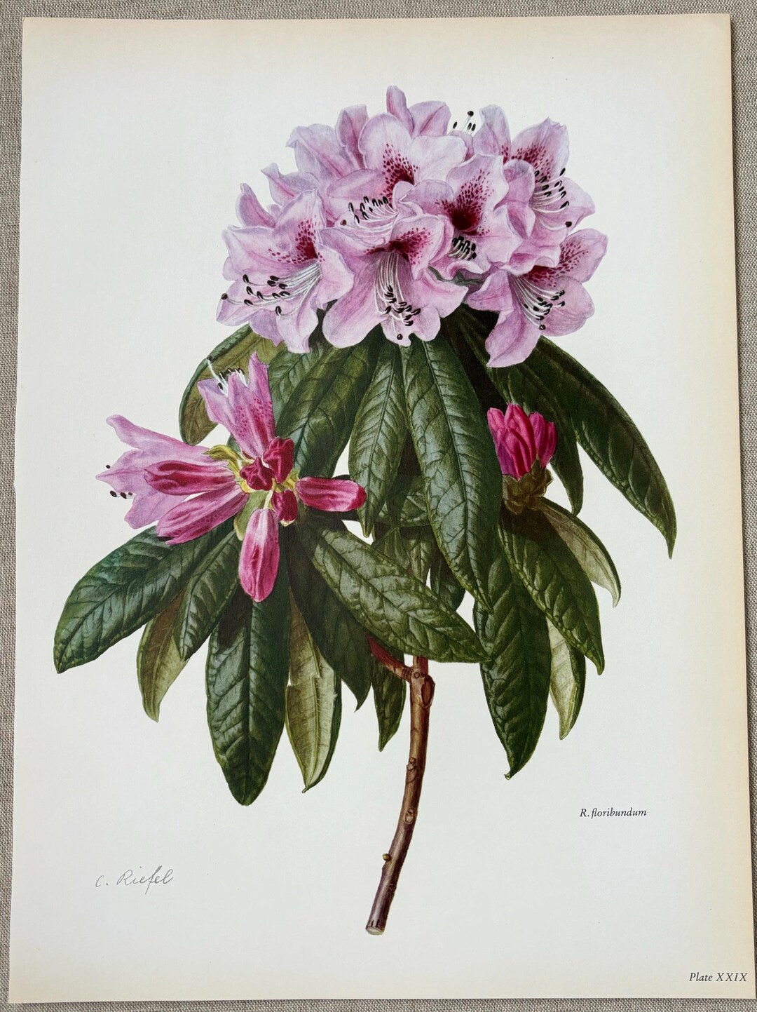 1962 Original Vintage Large Rhododendron Print - Floribundum - 16 X 11. ...