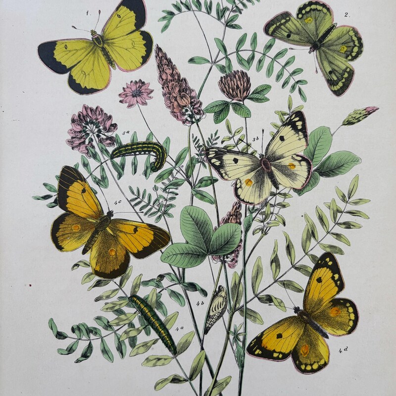 Butterfly Lithograph - Etsy