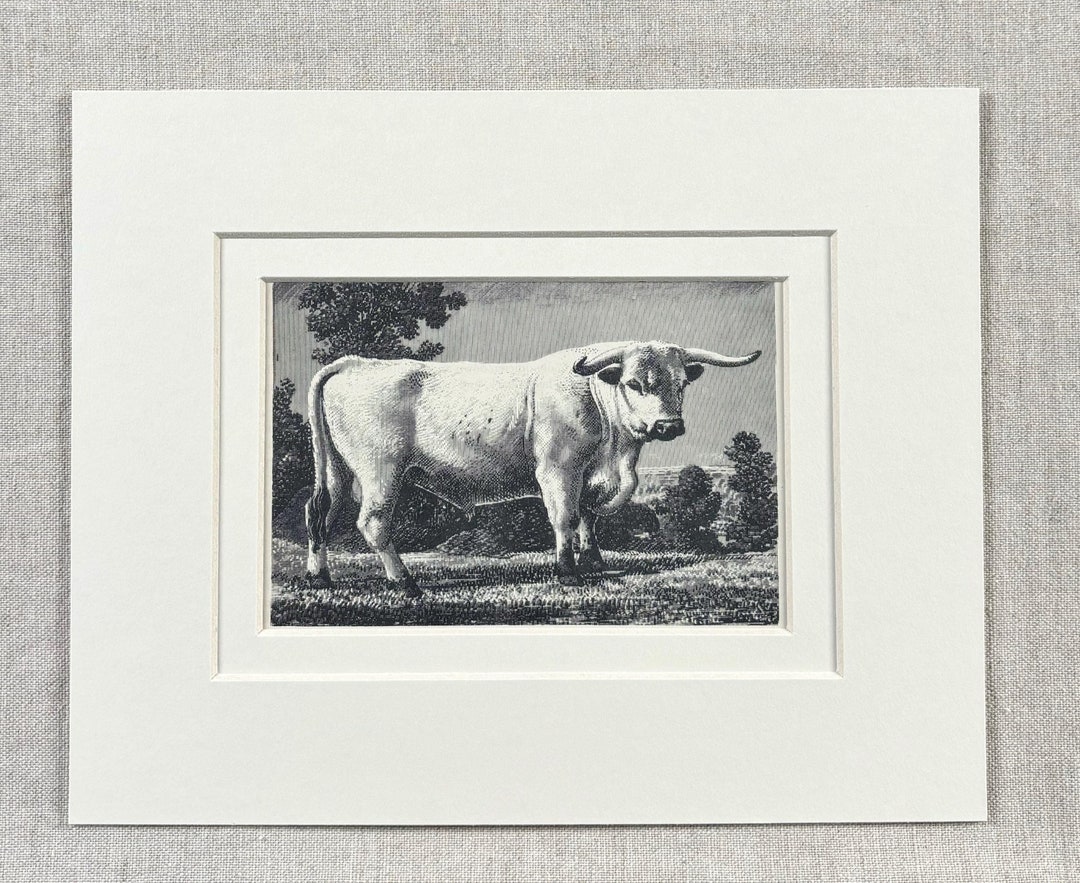 1942 Original Vintage Tunnicliffe Illustration Print - A Chartley Bull ...