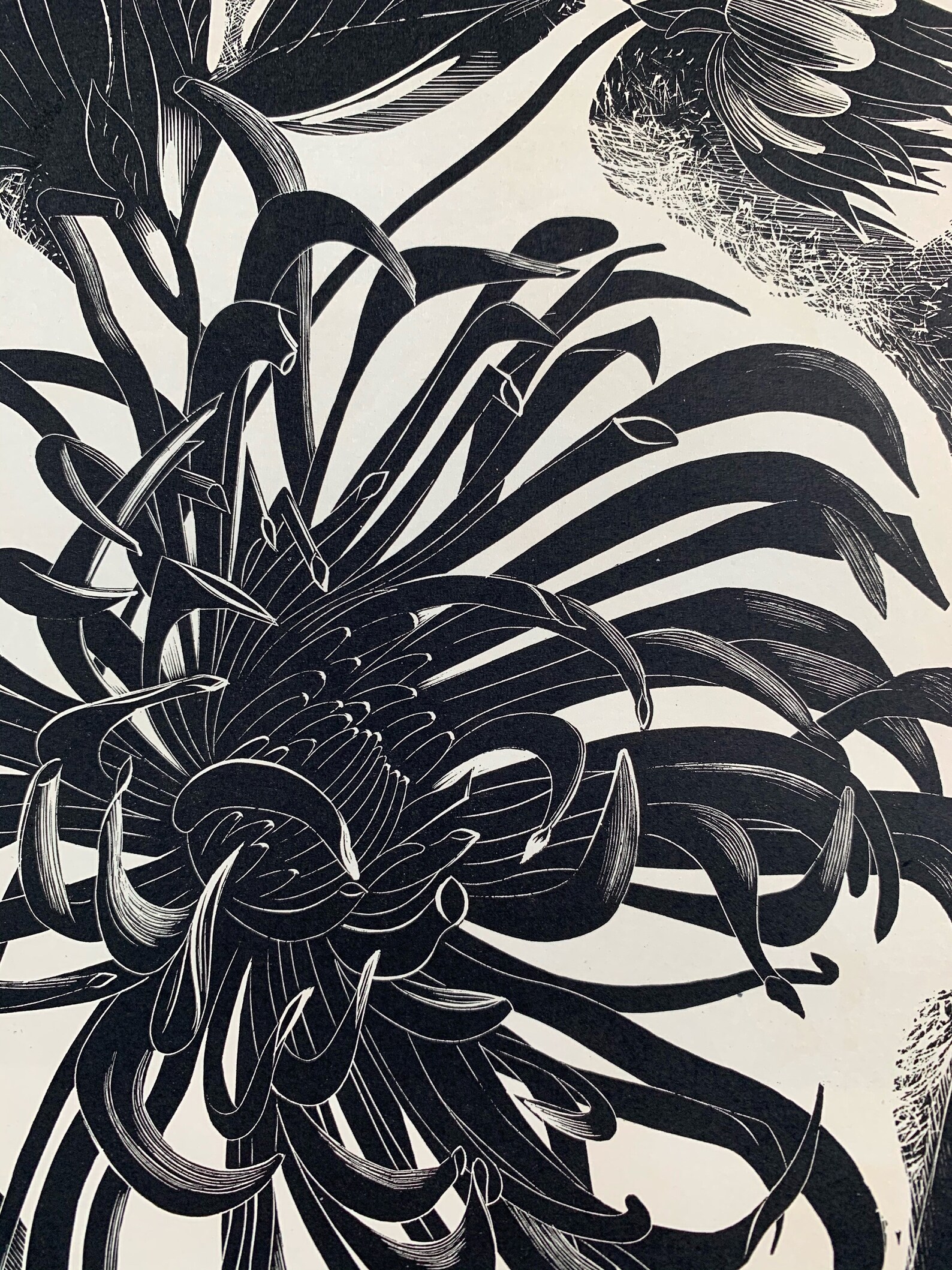 1951 Original Vintage Wood Engraving Print - Flower, by John Farleigh ...