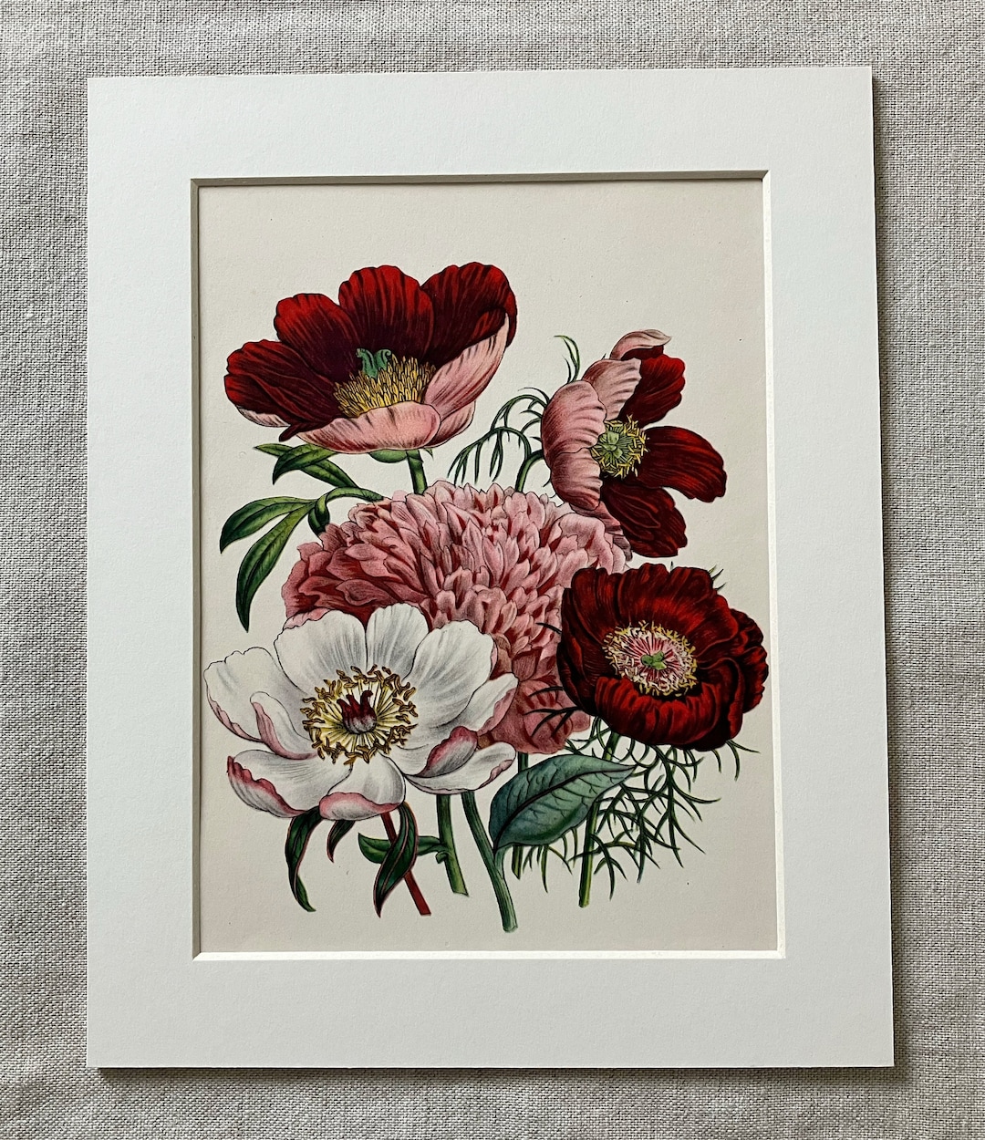 1948 Original Vintage Botanical Flower Lithograph Print Paeonies ...